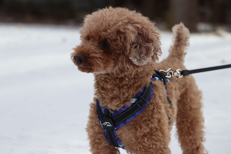 Zero Harness – Hakusan