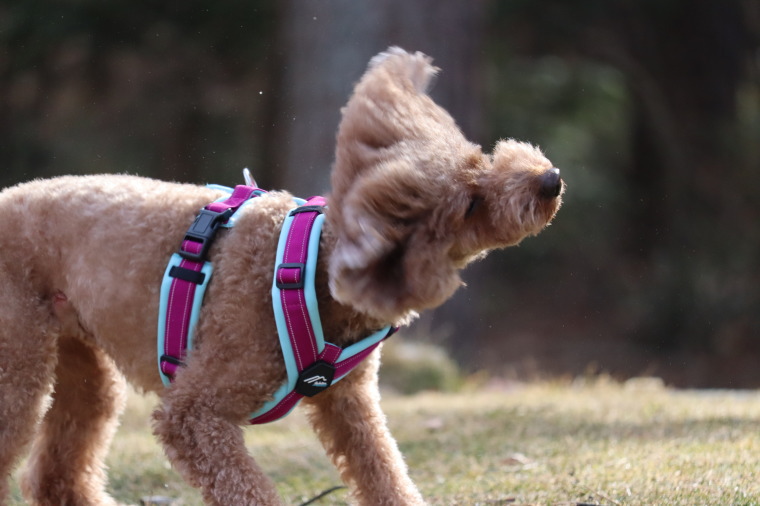 Zero Harness – Hakusan