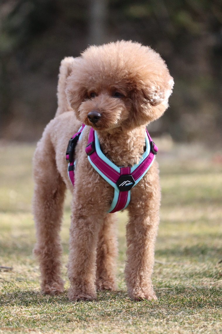 Zero Harness – Hakusan