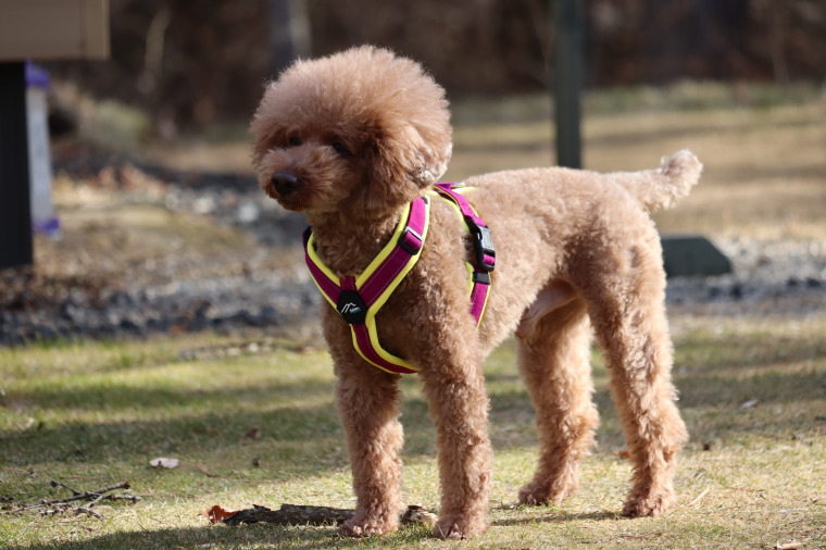 Zero Harness – Hakusan