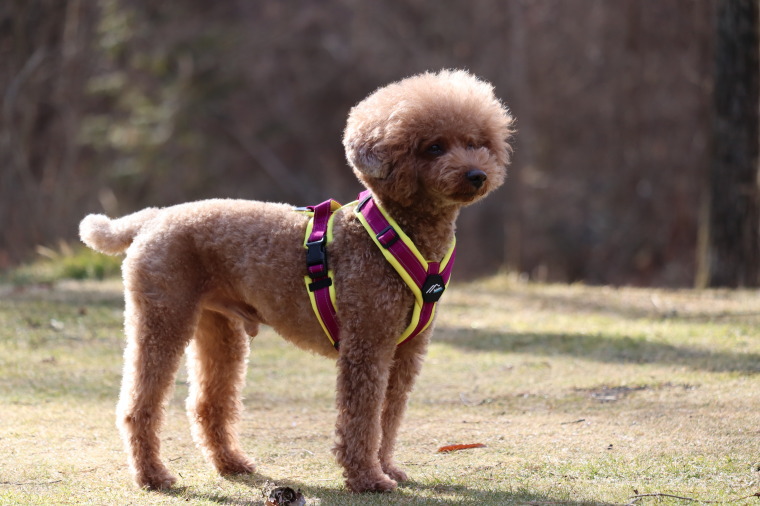 Zero Harness – Hakusan